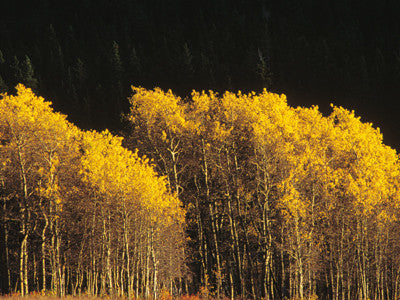 Colors of Montana in fall – Montana Living