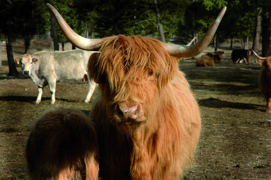 My Montana Farmer: Highmont beef from Blacktail Mountain Ranch ...