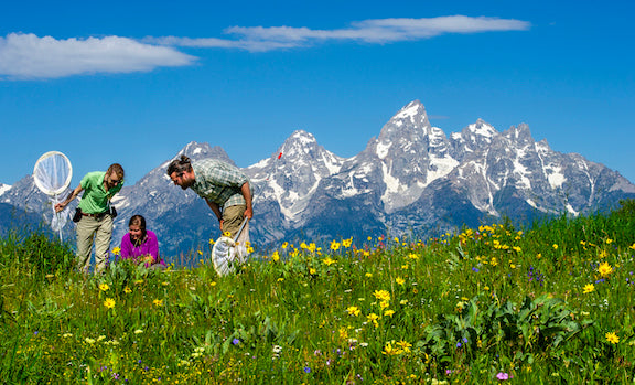 Mountain ecosystems and their butterflies – Montana Living