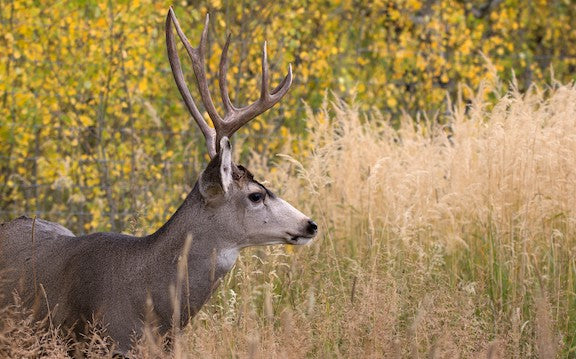 Urban Hunting: City plans mule deer reduction hunt – Montana Living